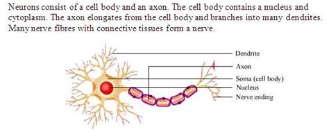 The Ultimate Guide Understanding Neurons With A Well Labelled Diagram