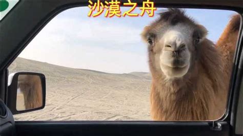 骆驼与人的和谐相处太喜欢这种感觉了 腾讯视频