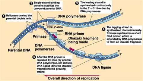 DNA Replication And Repair Flashcards Quizlet