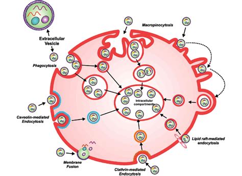Mechanisms Of Exosome Uptake By Recipient Cells Schematic