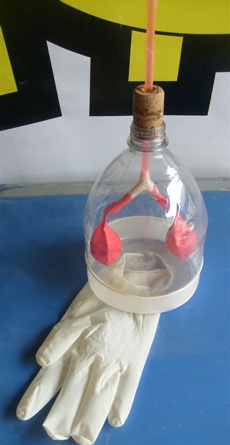 Como Hacer Una Maqueta Del Sistema Respiratorio Con Material Reciclable Images And Photos Finder