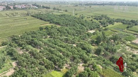 千城百县看中国山东巨野迎丰收枣致富 凤凰网视频 凤凰网