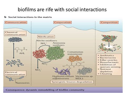Introduction To Microbial Ecology Microbes World