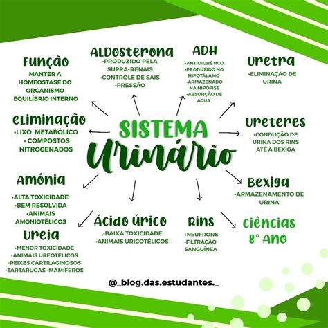 Mapa Mental Sobre Sistema Urinario SOLOLEARN