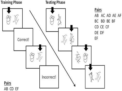frontiers sex dependent effects on tasks assessing reinforcement learning and interference