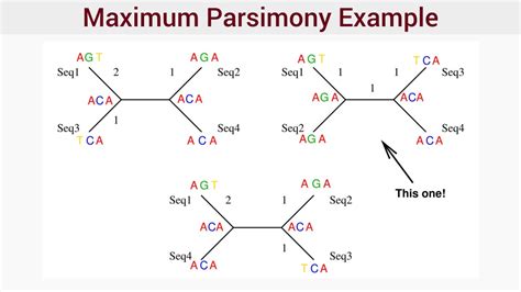 ppt phylogenetics powerpoint presentation free download id 572205