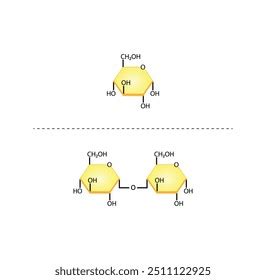 Differences Between Monosaccharide Disaccharide Polysaccharide Glucose
