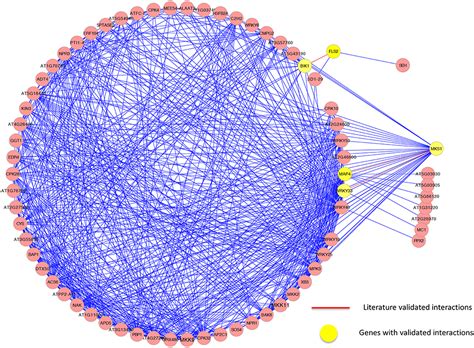 frontiers mining functional modules in heterogeneous biological networks using multiplex