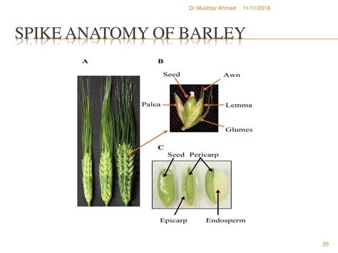 Barley Plant Diagram