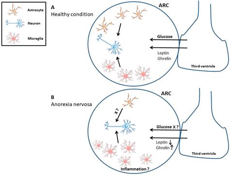 The Interaction Between Neurons Microglia And Astrocytes In The