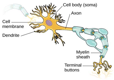 Neuron Labelled Diagram Gcse