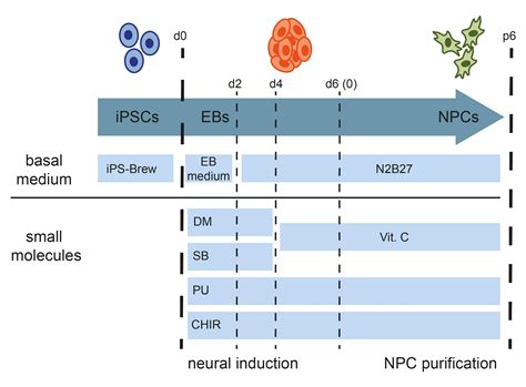Generation Of Human IPSC Derived Neural Progenitor Cells NPCs As Drug