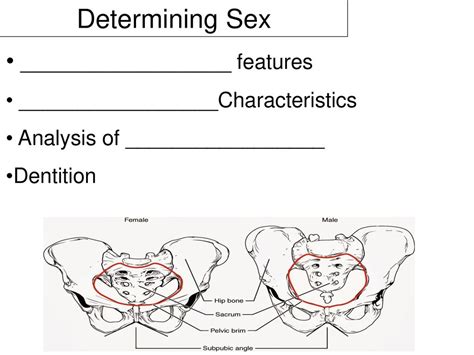 forensic anthropology ppt download