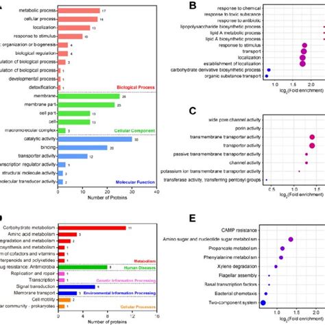Functional And Pathway Enrichment Analysis Of The DEPs Between The MDR