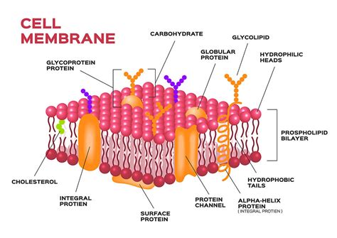 The Miracle Molecule Phosphotidylcholine
