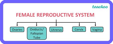 Class Biology Female Reproductive System Diagram Parts And Its