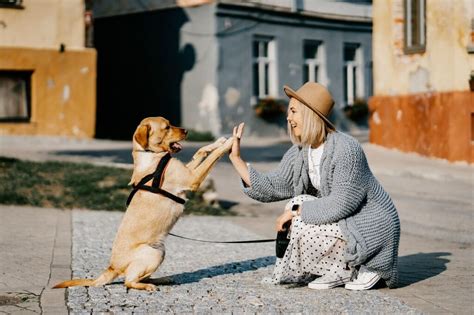 Mensch Und Hund Als Dreamteam Wie Du Die Bindung Zum Hund Stärkst 5 Tipps Pawlie´s