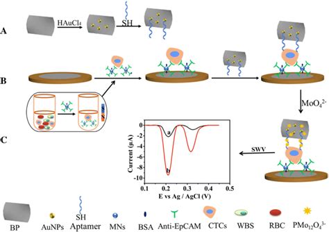 Schematic Illustration Of The Electrochemical Sensor For Cell Capture