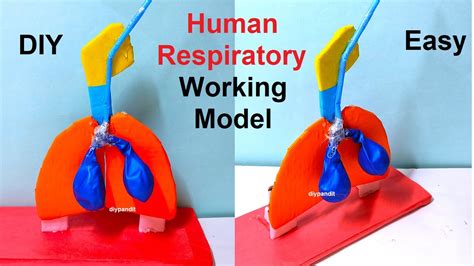 Human Respiratory System Working Model Lungs Simple For Science Fair