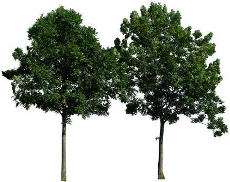 Large Wood Tree PNG Image PurePNG Free Transparent CC0 PNG Image