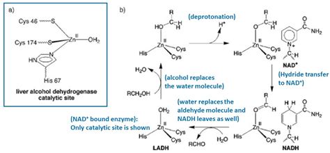 Organic Chemistry Why Does Alcohol Dehydrogenase Prefer Ethanol Over