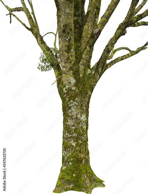 Isolated PNG Cutout Of A Tree Trunk On A Transparent Background Stock