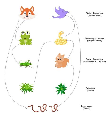 Food Web Diagram