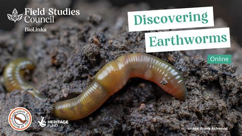 Earthworm Biology Earthworm Society Of Britain Earthw