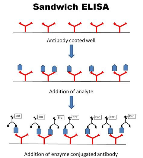 Figure 1 Diagram Of A Sandwich ELISA Assay Guidance Manual