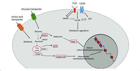 Crosstalk Between Cellular Metabolism And Epigenetic Changes The