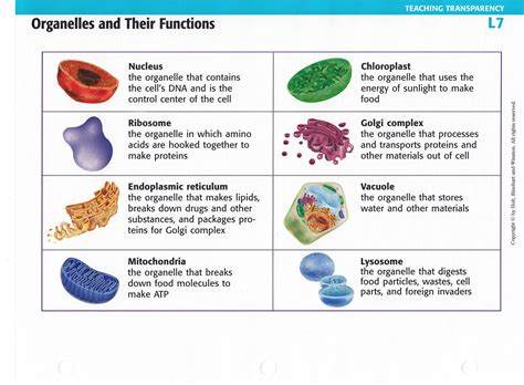 Structure And Function Of Cell Organelles With Diagram Cell