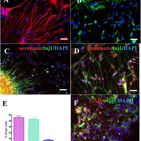 Differentiation Of HESC To Neural Progenitors A Schematic