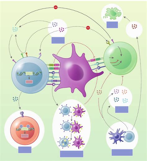 Regulatory T Cells Mechanisms Of Action Regulatory T Cells Tregs Can