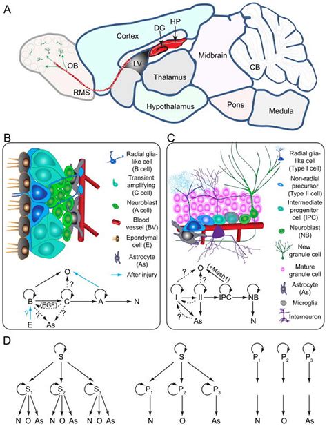 Neurogenesis Function Location In The Brain How To Increase Neurogenesis