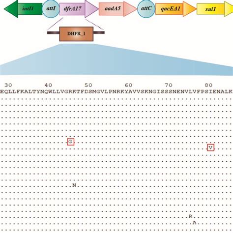 Schematic Representation Of Dihydrofolate Reductase DfrA17 With