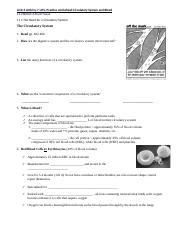 Unit 4 Activity 7 AFL Practice Worksheet Circulatory System And Blood