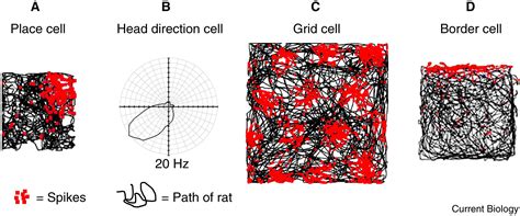 place space and memory cells current biology
