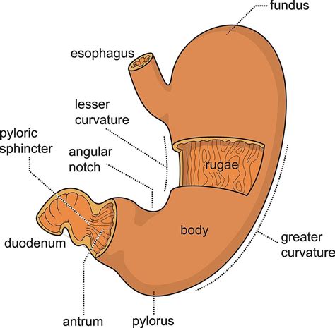 Stomach Diagram Understanding The Human Stomach Anatomy With Labeled