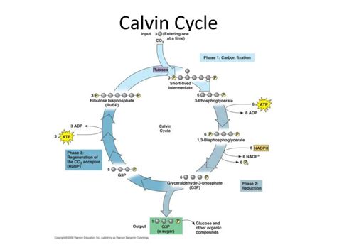 Calvin Cycle Infographic