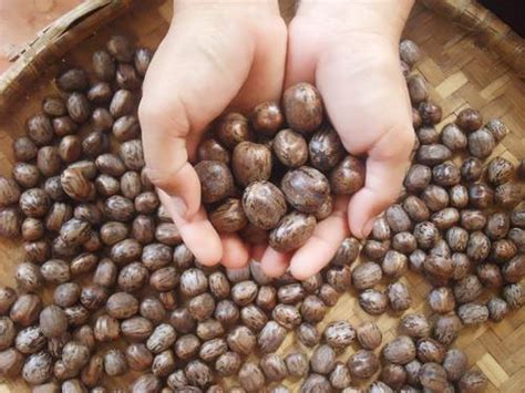 Luar Biasa Biji Karet Bisa Jadi Kerupuk