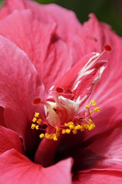 芙蓉 花 开花 Pixabay上的免费照片 Pixabay