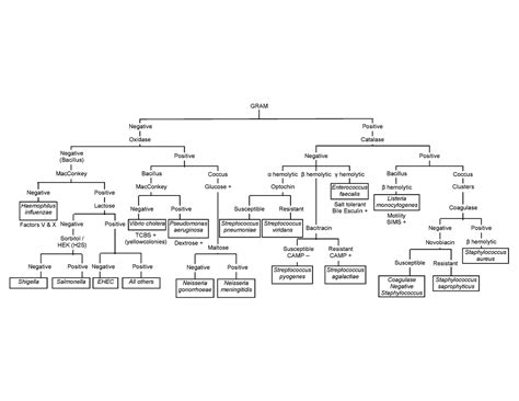 Bacterial Flow Chart GRAM Negative Positive Oxidase Catalase Negative