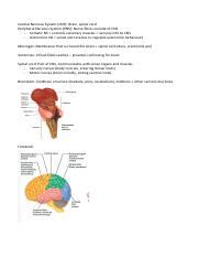 Understanding The Central And Peripheral Nervous Systems Brain