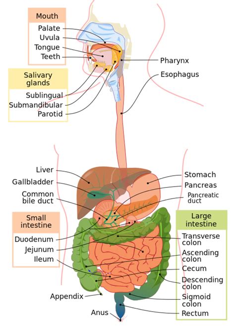 How Digestion Works 5 Stages Of Human Digestion Owlcation