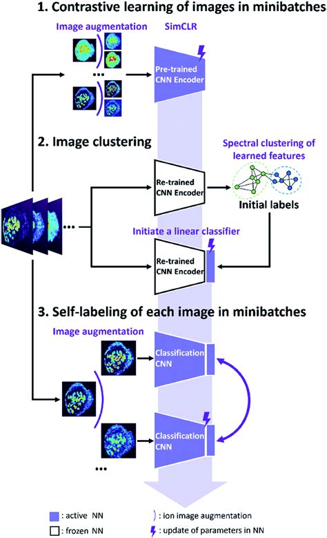 self supervised clustering of mass spectrometry imaging data using contrastive learning