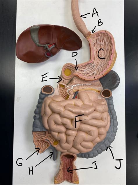 A P 2 LAB Digestive System Final Diagram Quizlet
