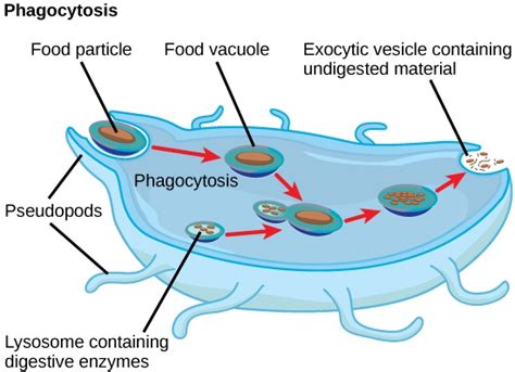 Biology The Cell Cell Structure The Endomembrane System And Proteins