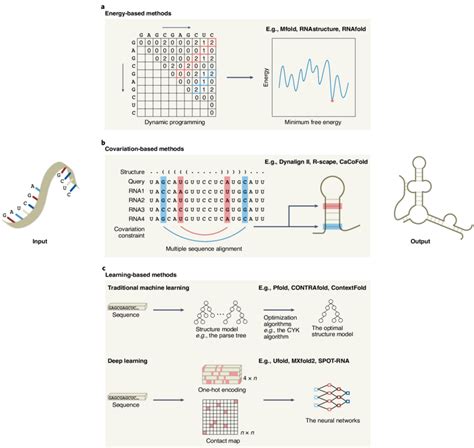 the computational methods for rna secondary structure modeling a download scientific