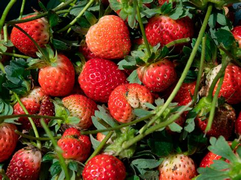 Download Delicious And Juicy Strawberries
