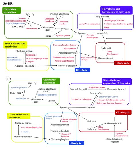 DEPs In The Expression Of Se BR And BR In Different Metabolic Pathways